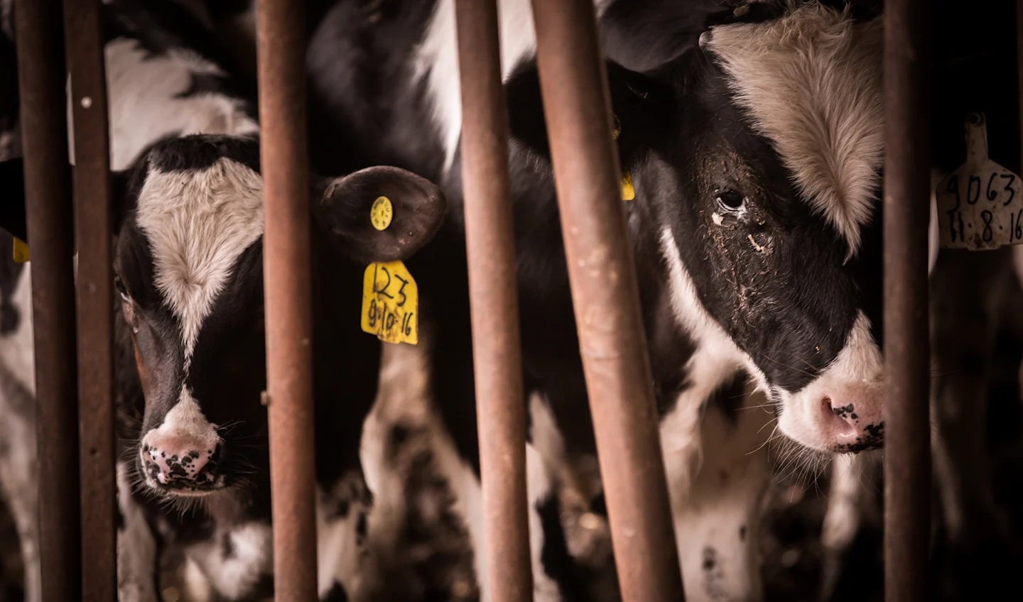 Factory-Farmed Cows: What Happens to Cattle on Factory Farms?