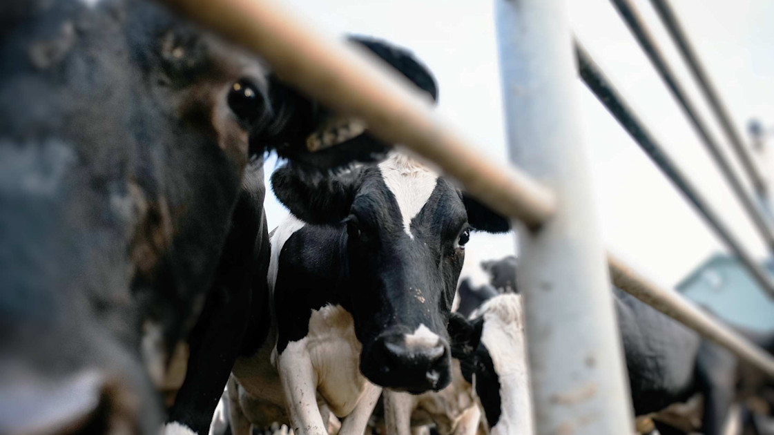 USDA Orders Milk Be Tested for Bird Flu. Here’s What They’re Not ...