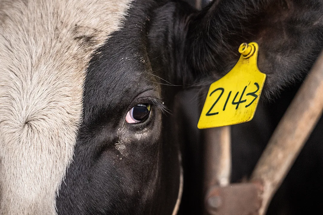 How Much Milk Does A Cow Produce A Day, Year & In A Lifetime?