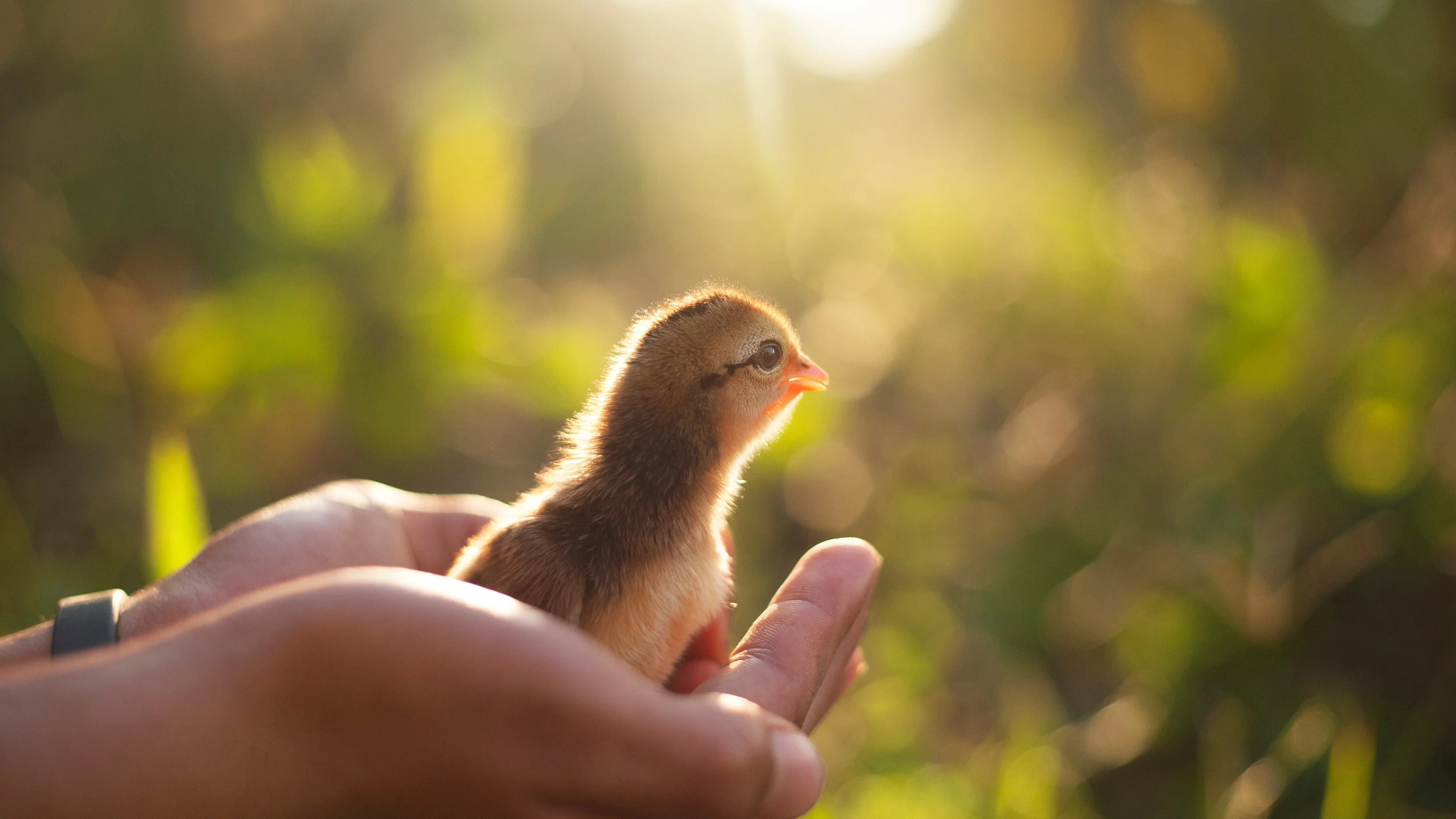 Campaigns for the animals | The Humane League