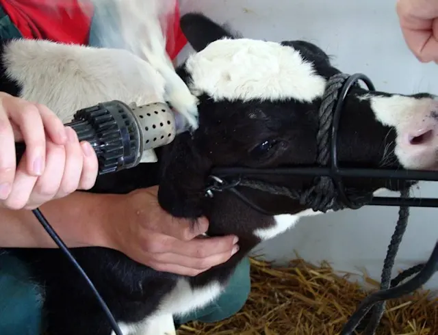 What is disbudding and dehorning? The truth behind the painful procedure