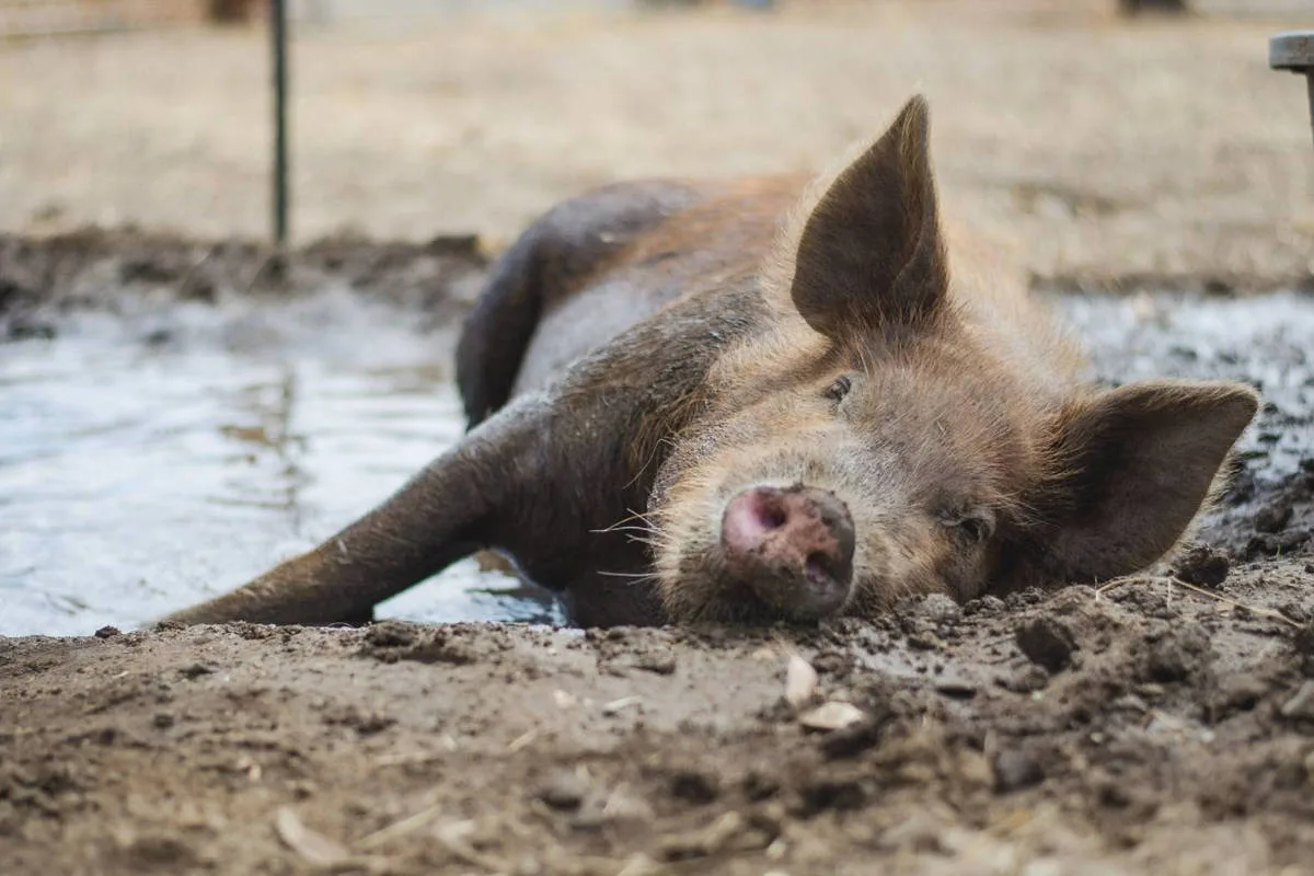 The rescue pig with the big personality: Meet Firecracker
