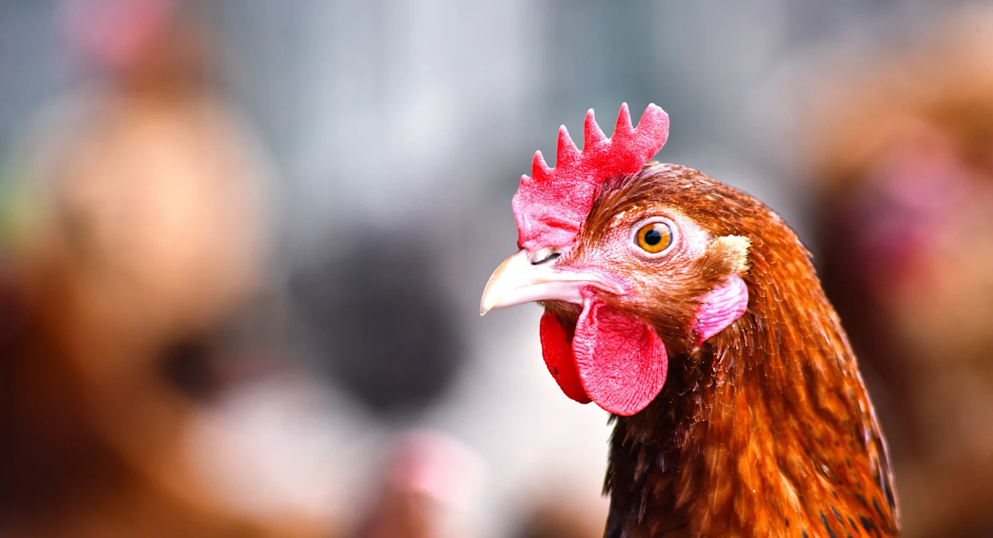 The Open Wing Alliance Applauds Hilton, Louvre Hotels Group, And Meliá ...