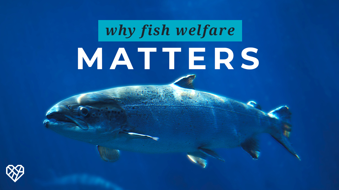 Fishes: why are fish important and how do they suffer?