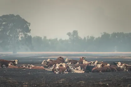 Find out how factory farming affects the environment through water ...