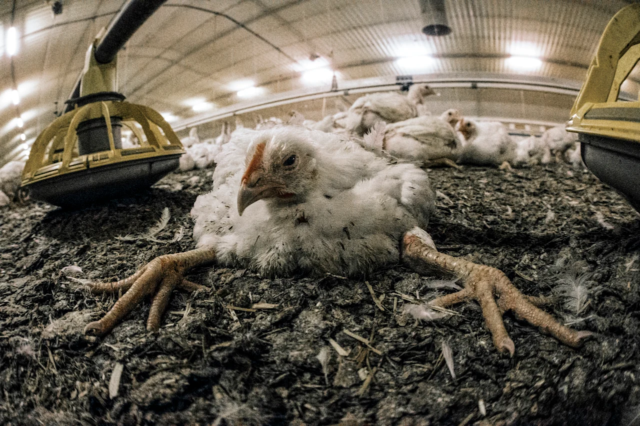 Chicken Selective Breeding: What Is It & What Are The Risks?