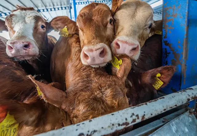 Live transport: What happens to farm animals during transport?