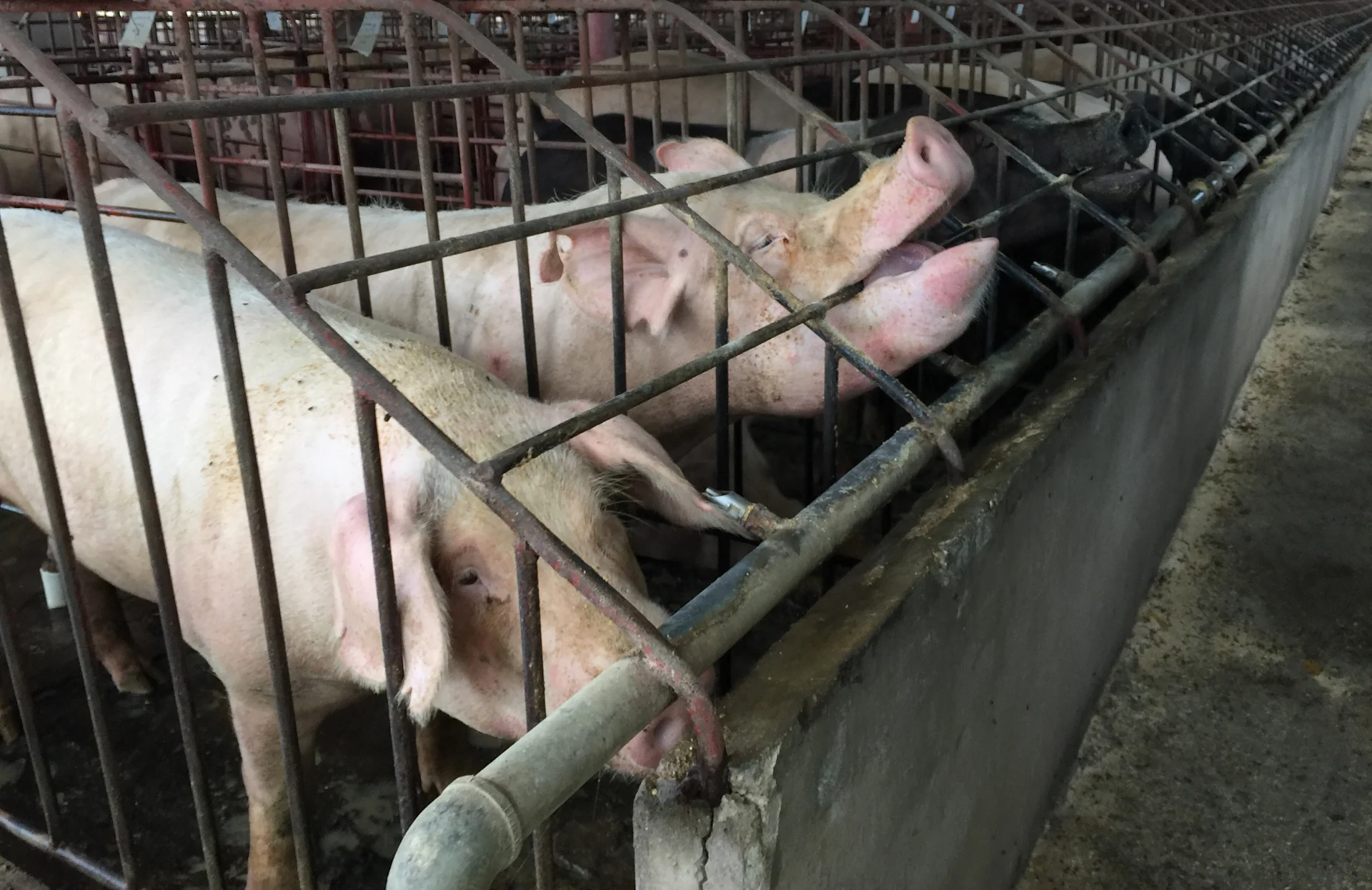 Experts urge Supreme Court to uphold Prop 12’s animal cruelty protections