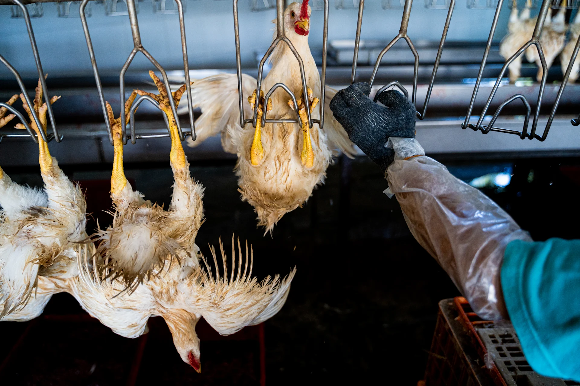 Zoonotic Diseases: How Diseases Spread from Animals to Humans