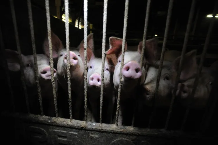 6 Cruel Ways That Pigs Are Abused on Factory Farms