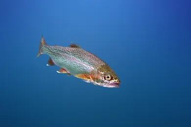 The importance of fish to oceans and how we can help them