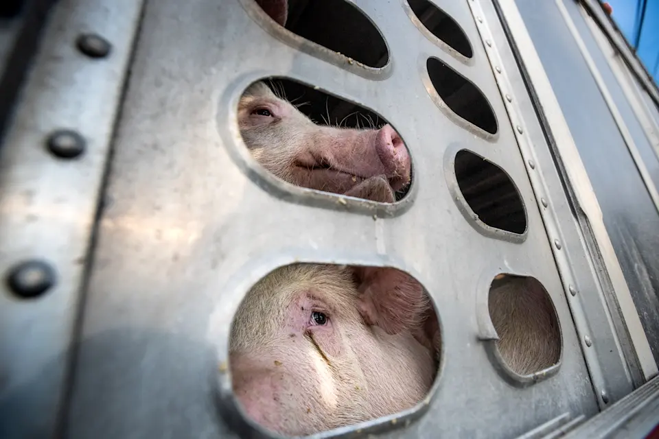 Live transport: What happens to farm animals during transport?