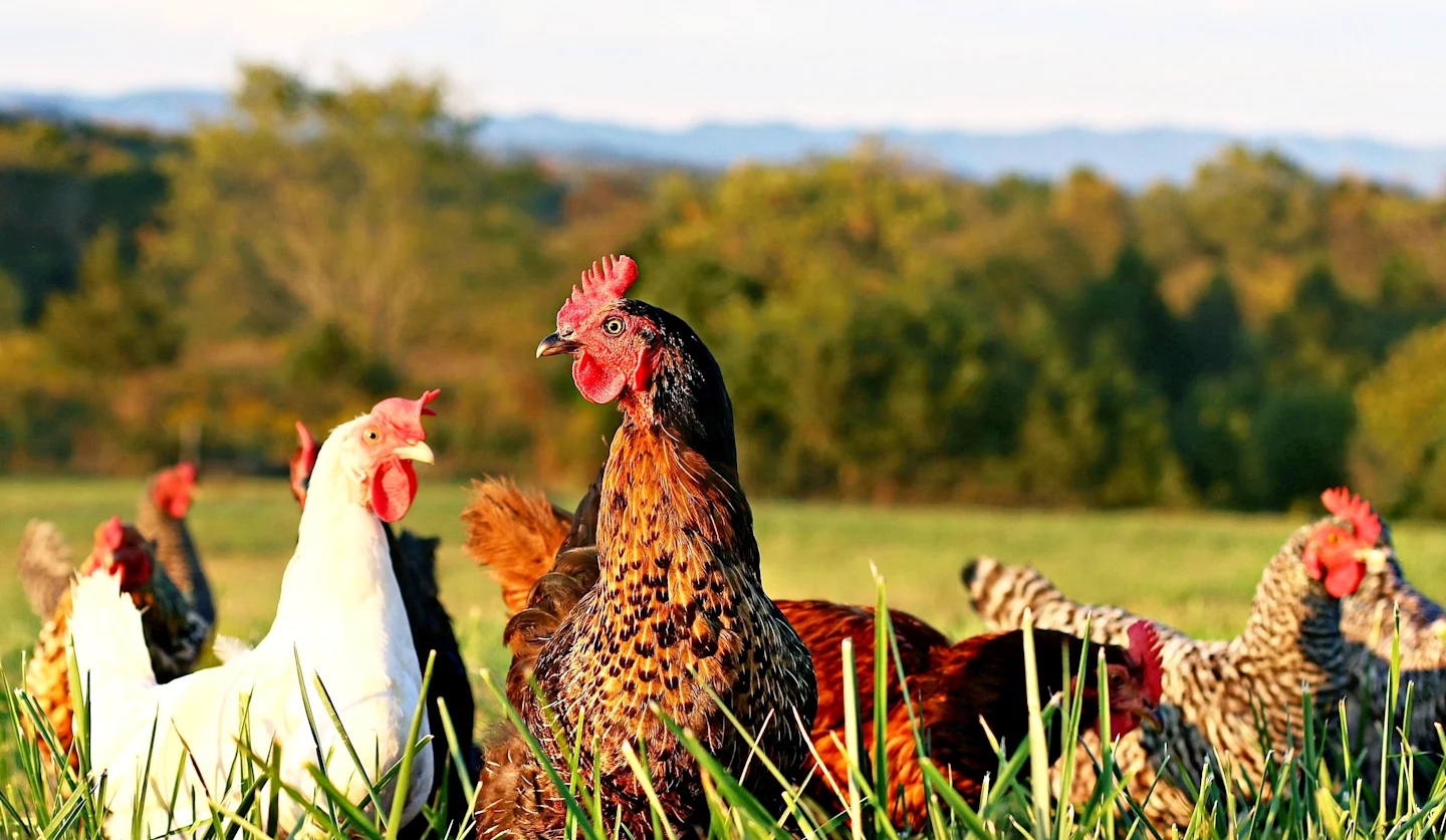 Do chickens have friends – and do they like humans?