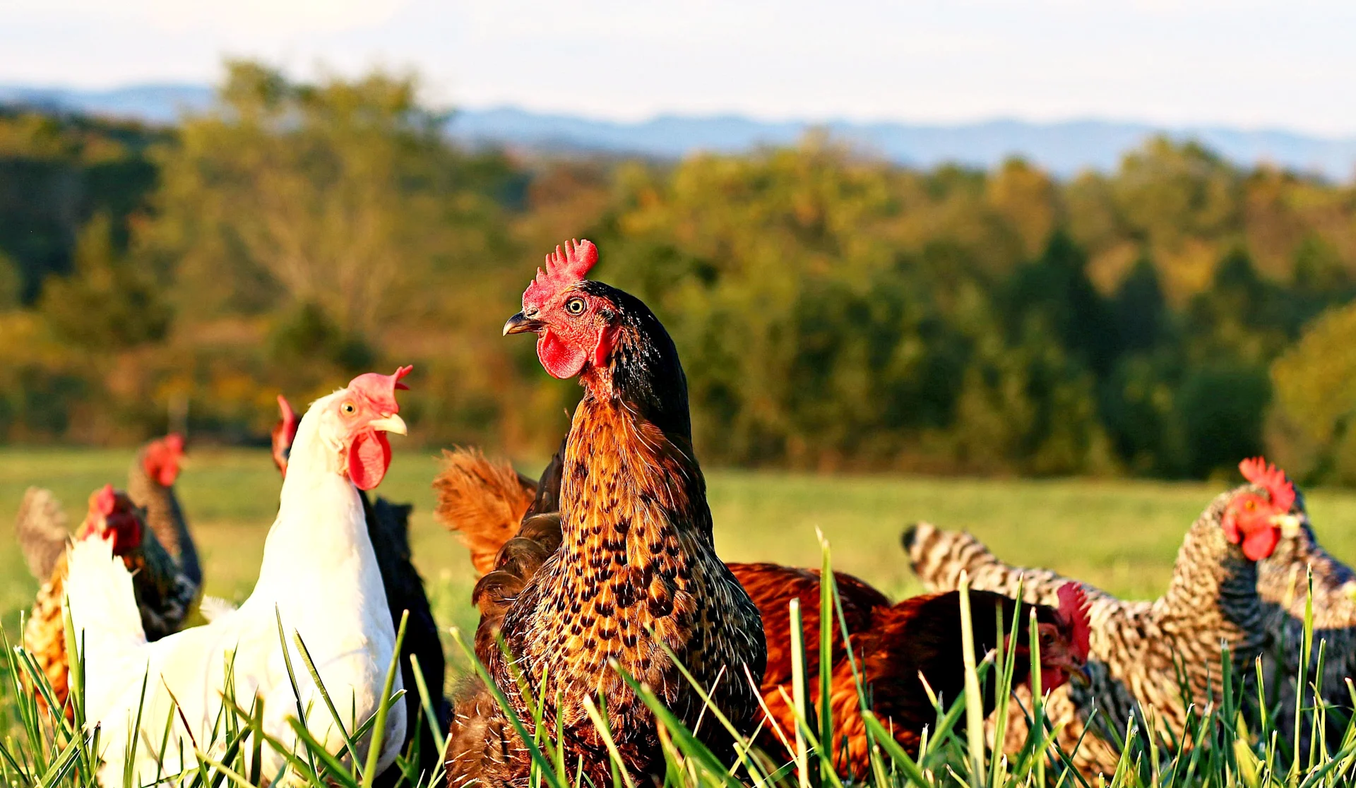 Do chickens have friends – and do they like humans?