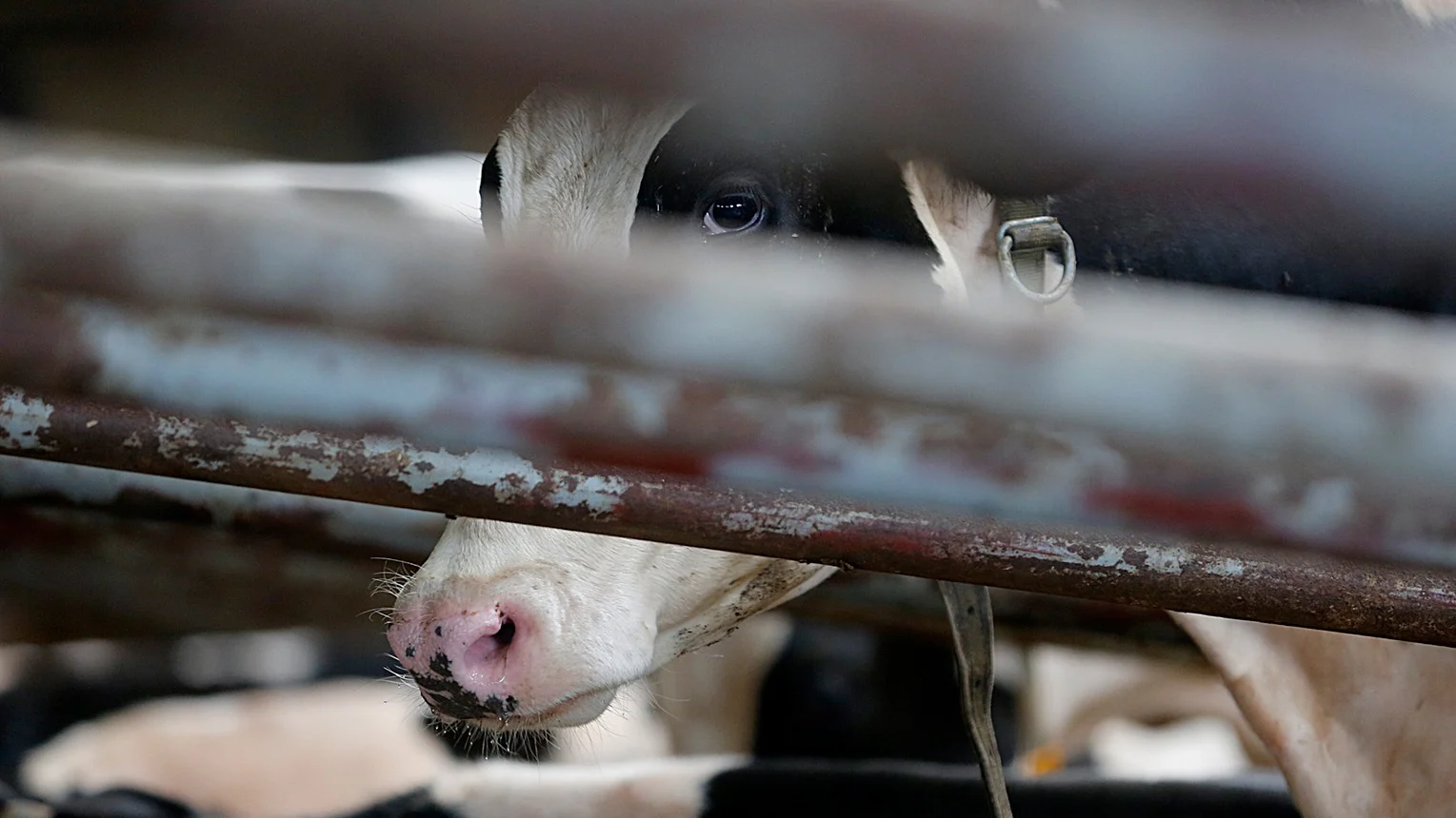 What are ag-gag laws & how many states have ag-gag laws?