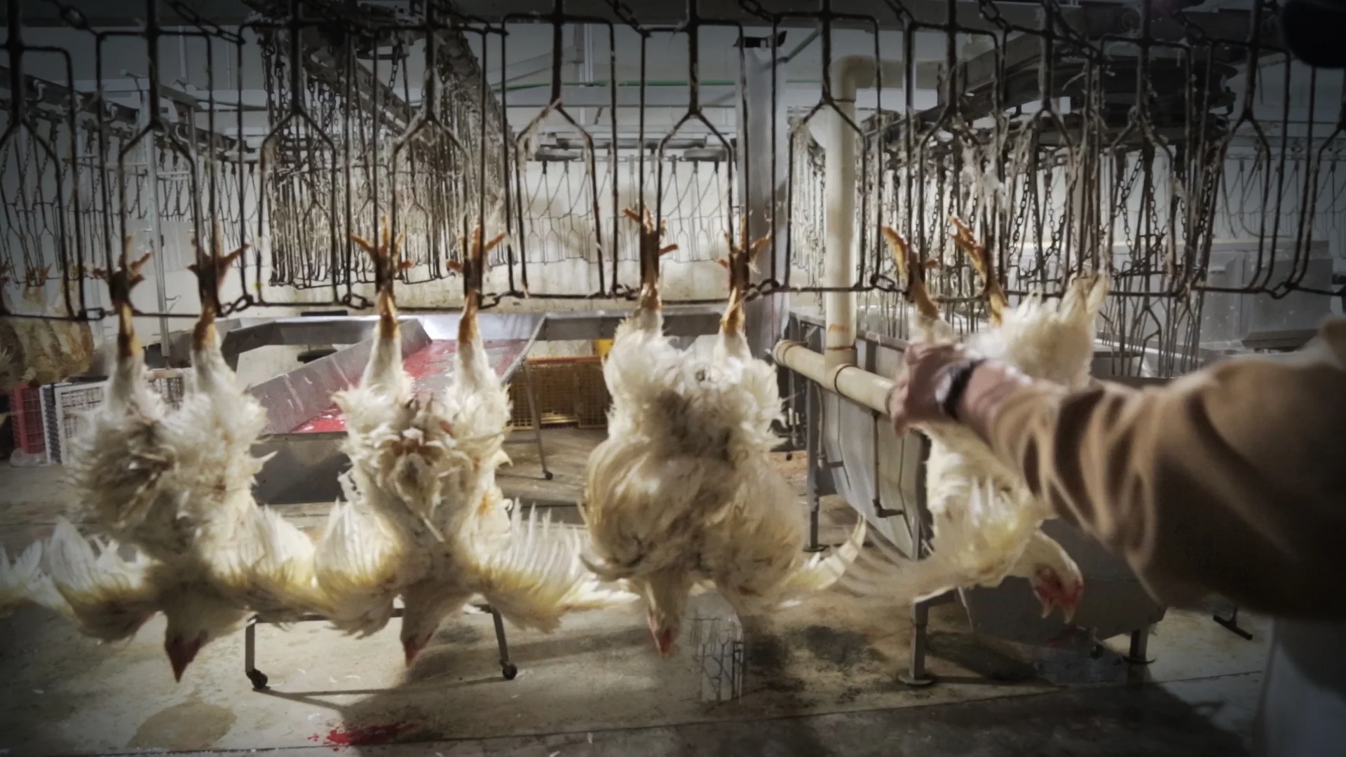 Slaughterhouses: How Are Animals Killed In a Slaughterhouse?