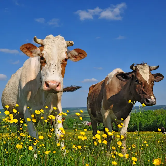 Do cows have best friends?