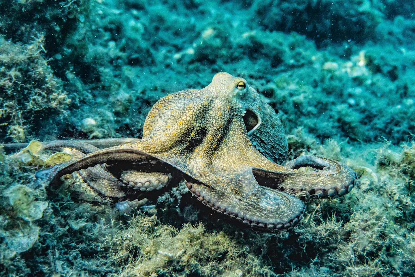 THE TIDE TURNS: OCTOPUSES WIN NEW PROTECTIONS