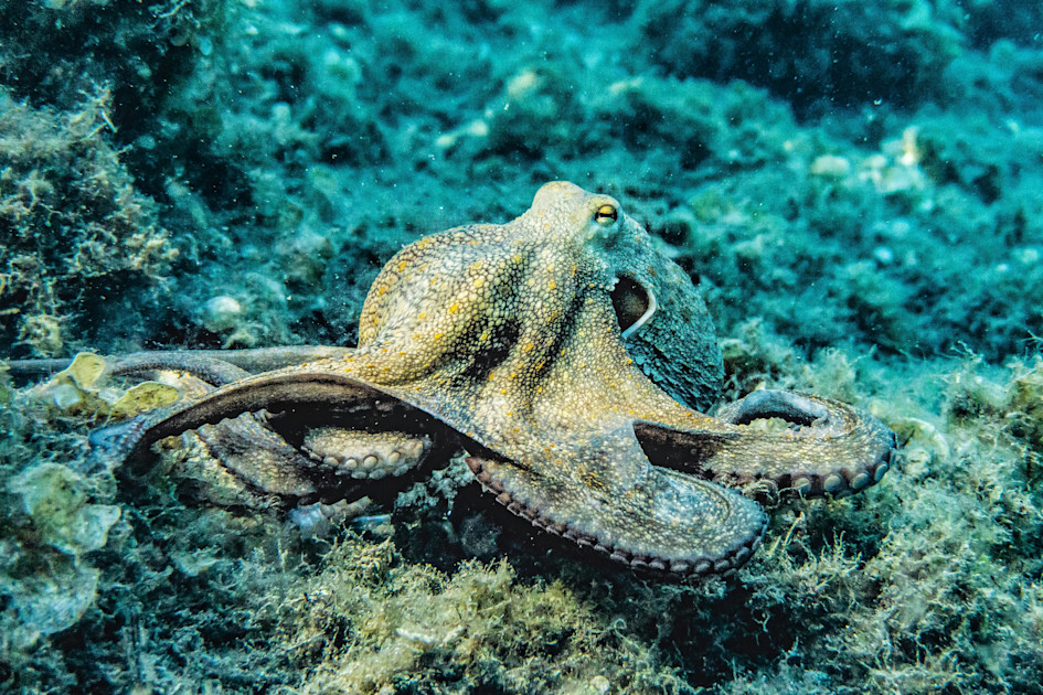 THE TIDE TURNS: OCTOPUSES WIN NEW PROTECTIONS
