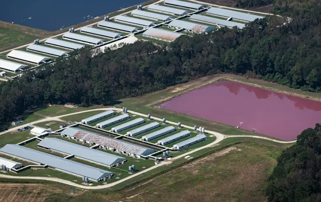 Factory Farming: What It Is and Why It's a Problem