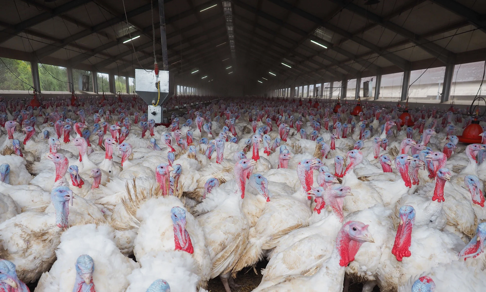 Turkey Factory Farming: How and Why Turkeys Are Farmed