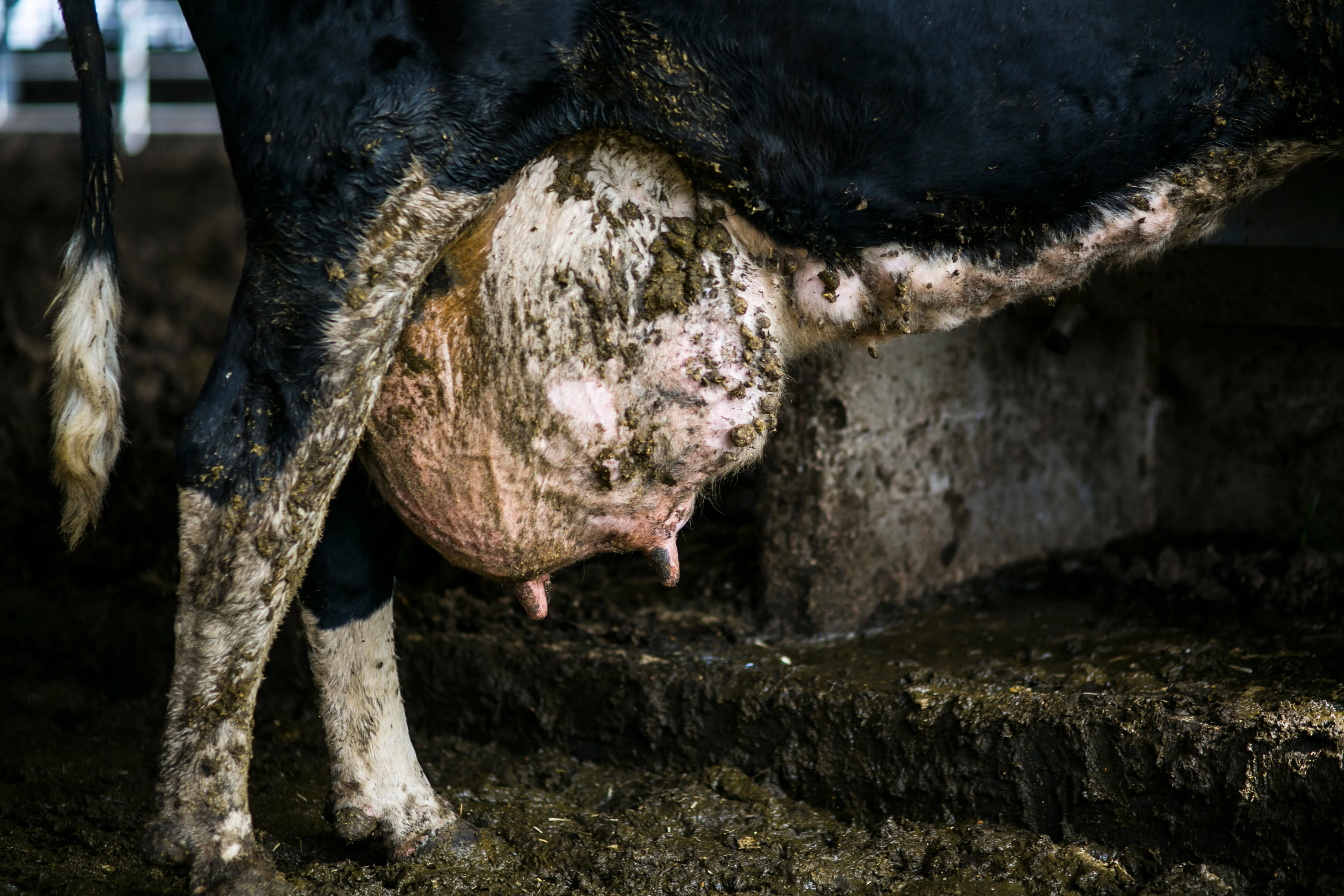 Do Humane Dairy Farms Exist? The Truth About Milk