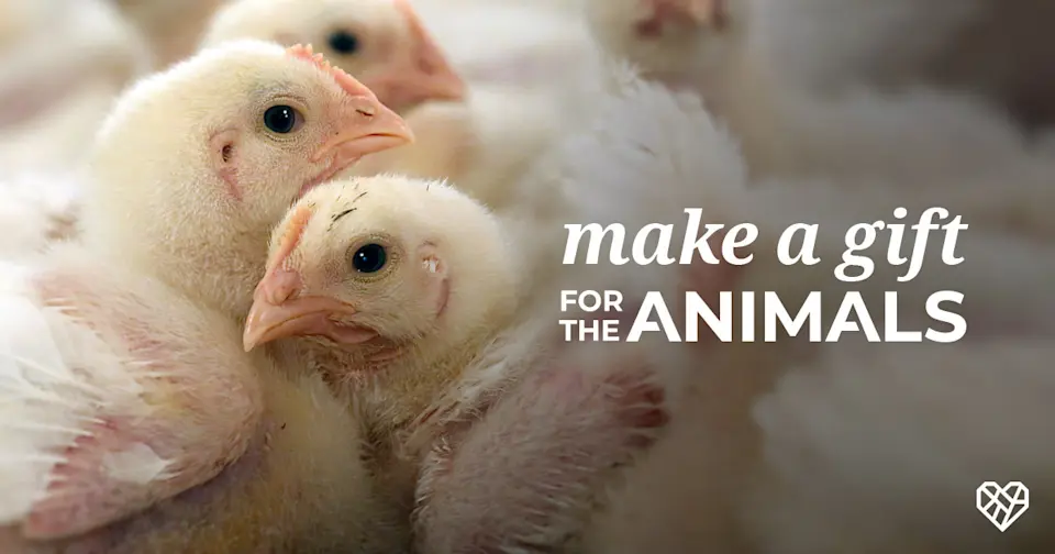 What Is Animal Welfare and Why Is It Important?