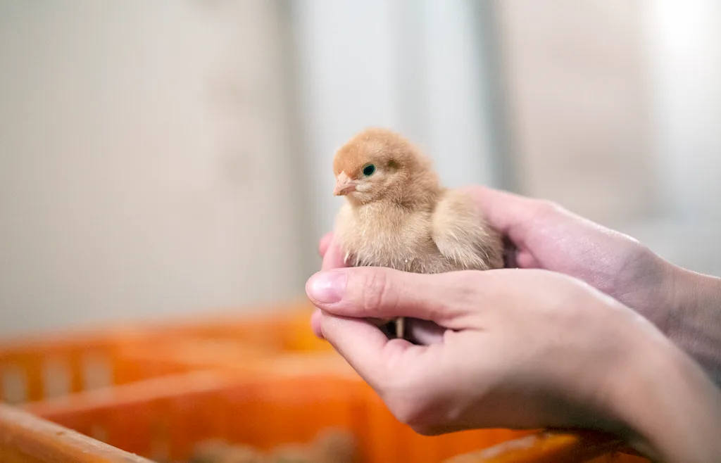 What does better chicken welfare look like and why do we need the ...