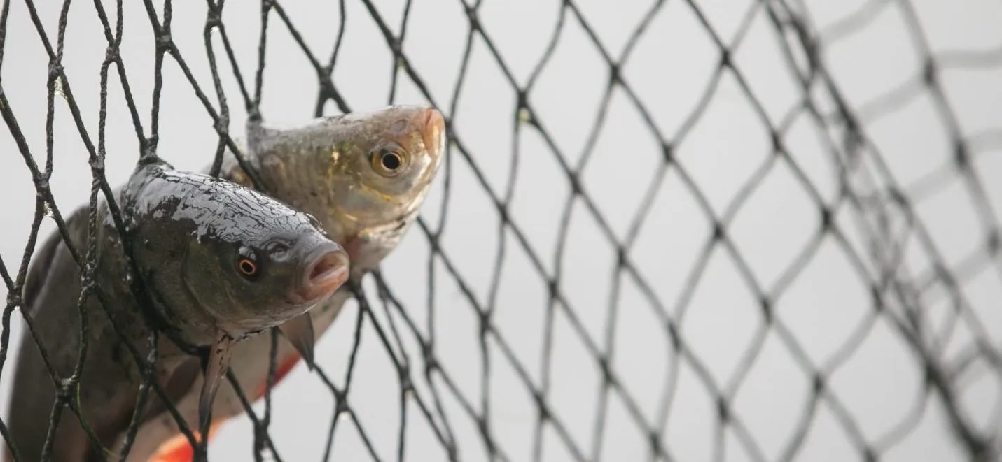 What Is Bycatch, Why Is It a Problem, and Is It Legal?