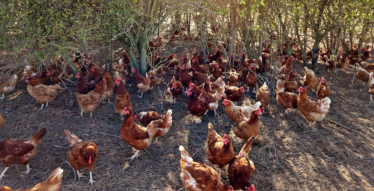 How the Better Chicken Commitment is Impacting Billions of Birds
