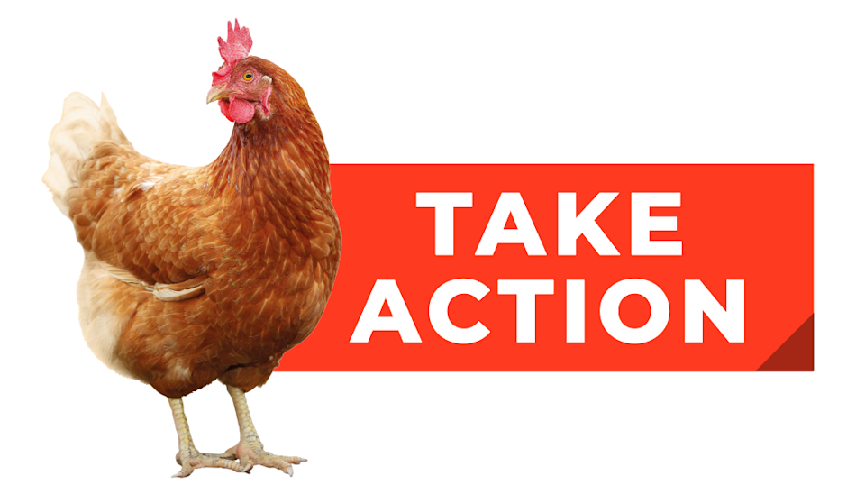 Animal Rights: Definition, Issues, and Examples