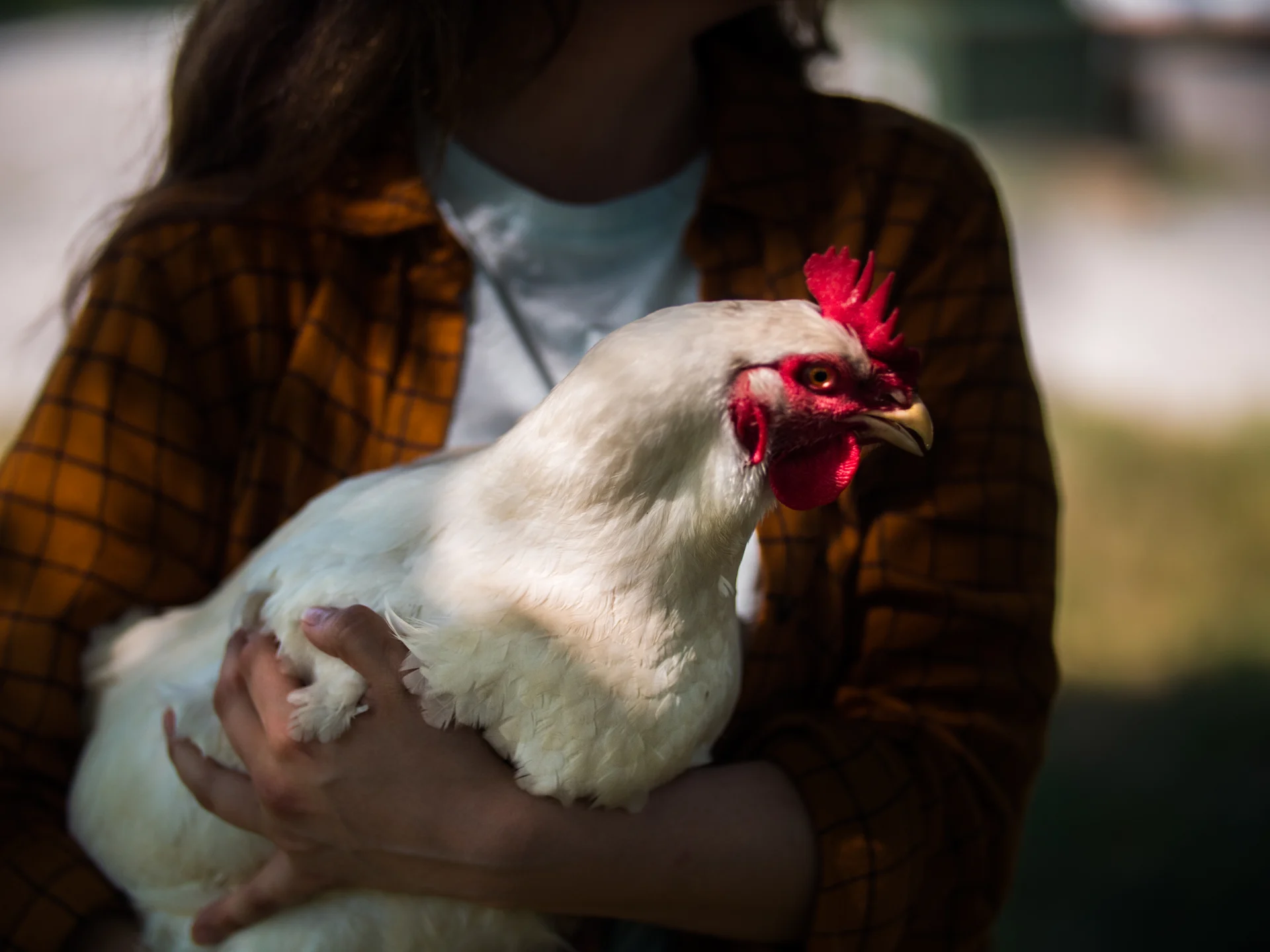 The Humane League is Recommended Animal Charity eleven years running