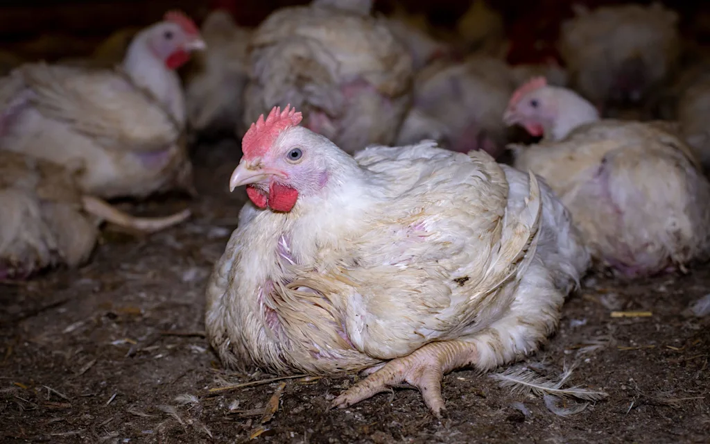 What Are Broiler Chickens and How Long Do They Live?