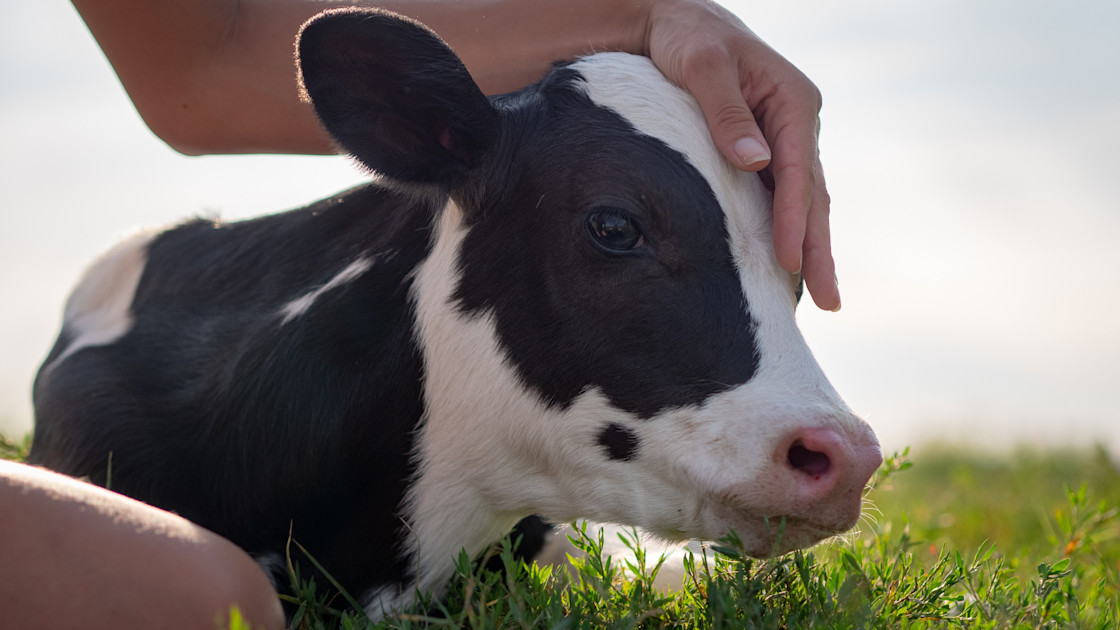 12 Powerful Quotes About Compassion Toward Animals