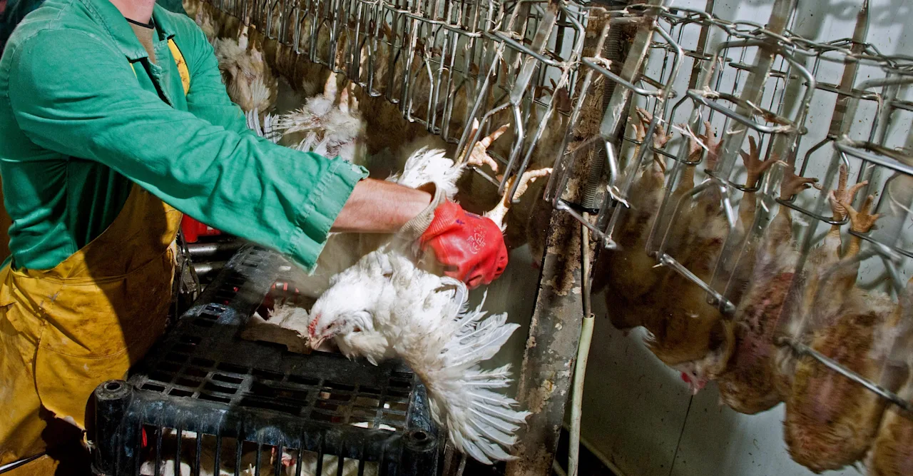 Prevalence of Stunning Methods in Broiler Chicken Slaughter in the ...