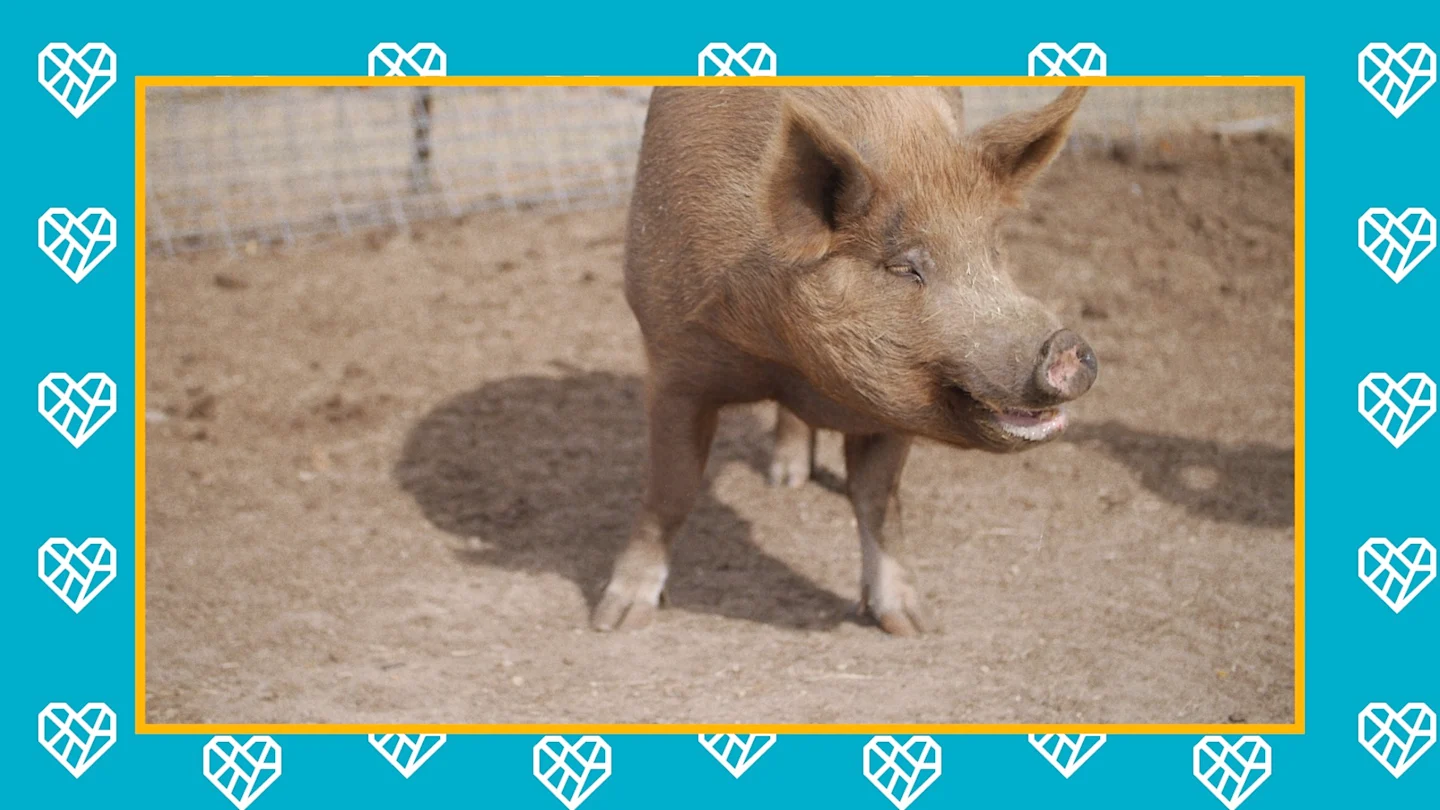 You need to meet Firecracker 🧨 the pig!