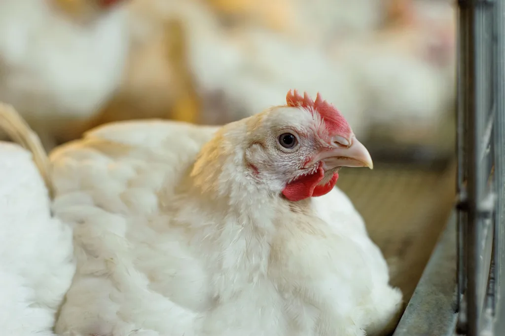How Much Does the Better Chicken Commitment Improve the Lives of Chickens?