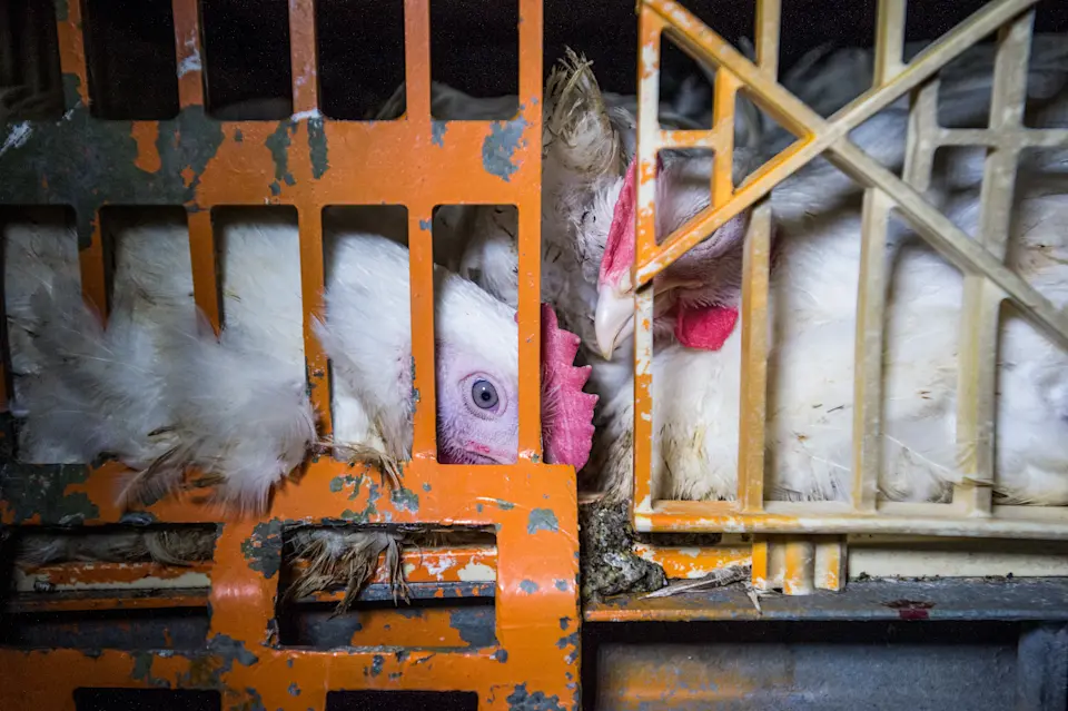 Live transport: What happens to farm animals during transport?