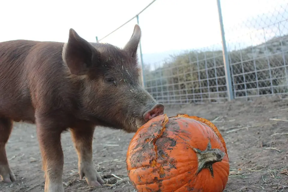 The rescue pig with the big personality: Meet Firecracker
