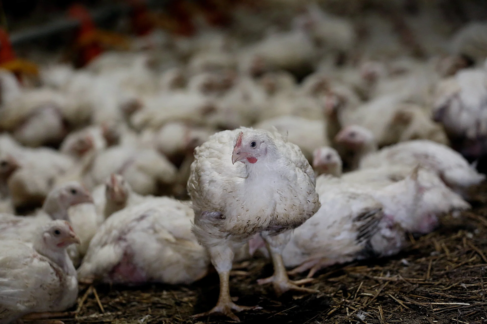 Is chicken better for health and the environment than other meats?
