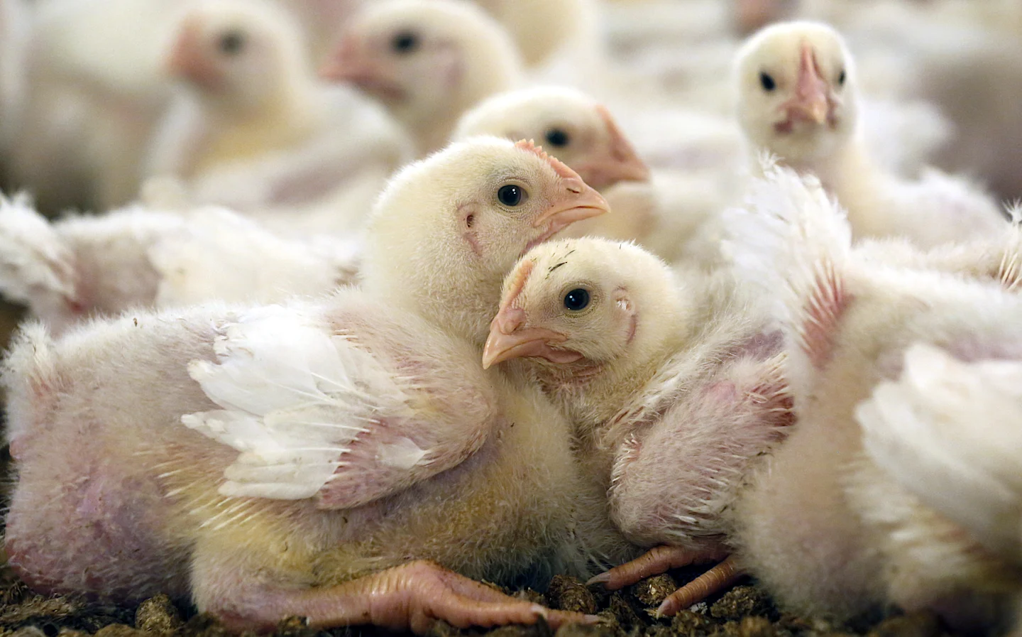 The Different Breeds of Chicken and How They're Raised