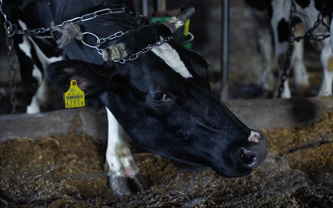 What Is Animal Welfare and Why Is It Important?