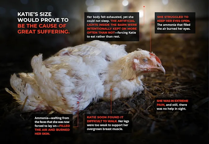 The Life of a Broiler Chicken