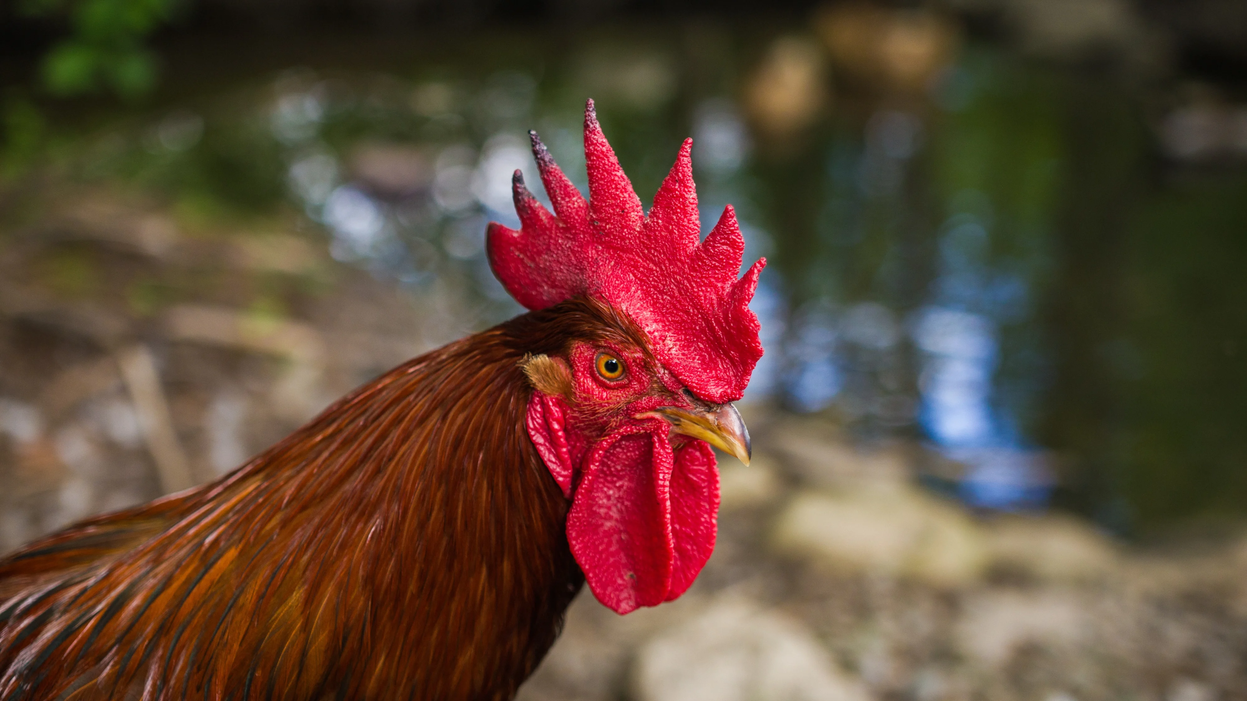 Campaigns for the animals | The Humane League