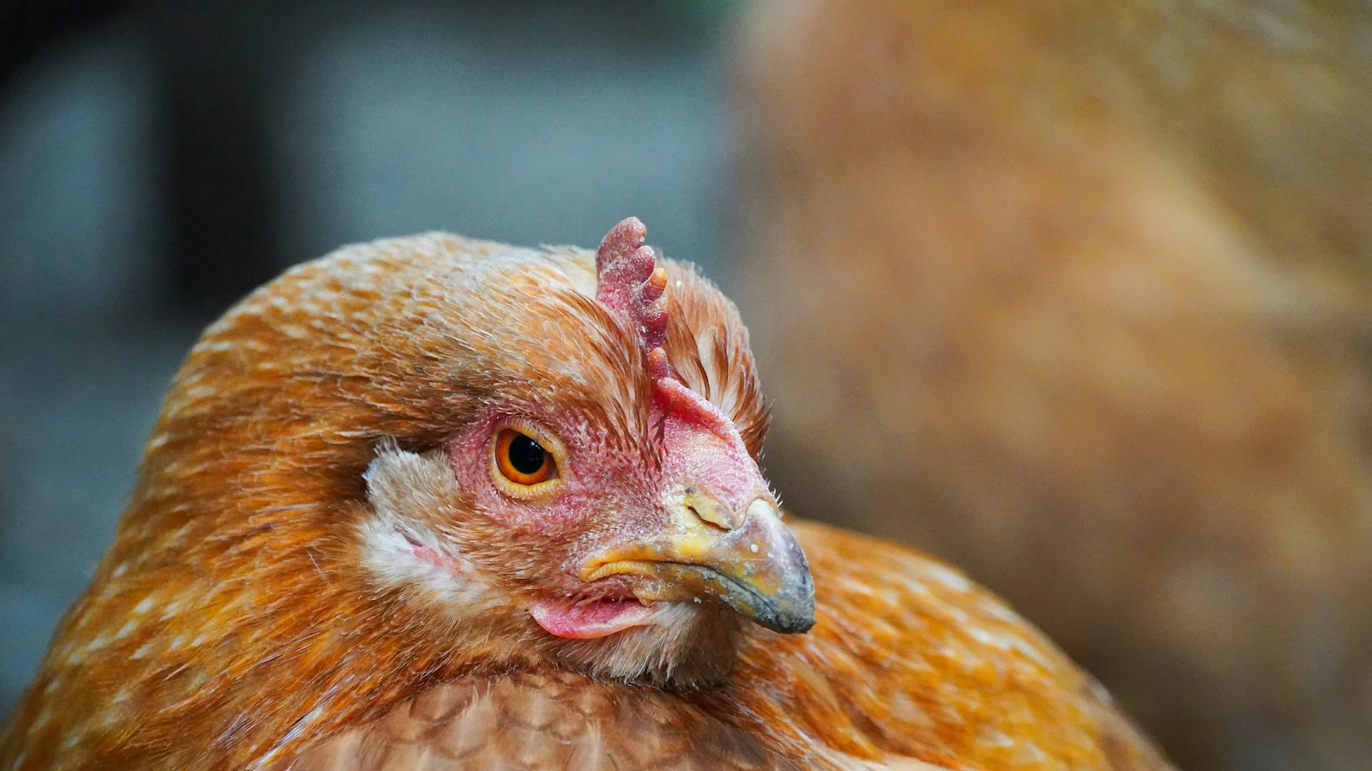 Forbes features the Open Wing Alliance’s cage-free work in Africa