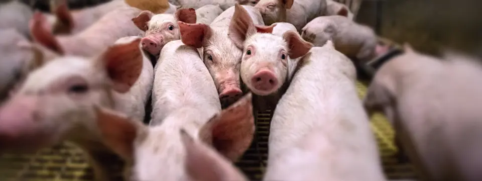 Are pigs clean? Fun facts and common misconceptions about pigs