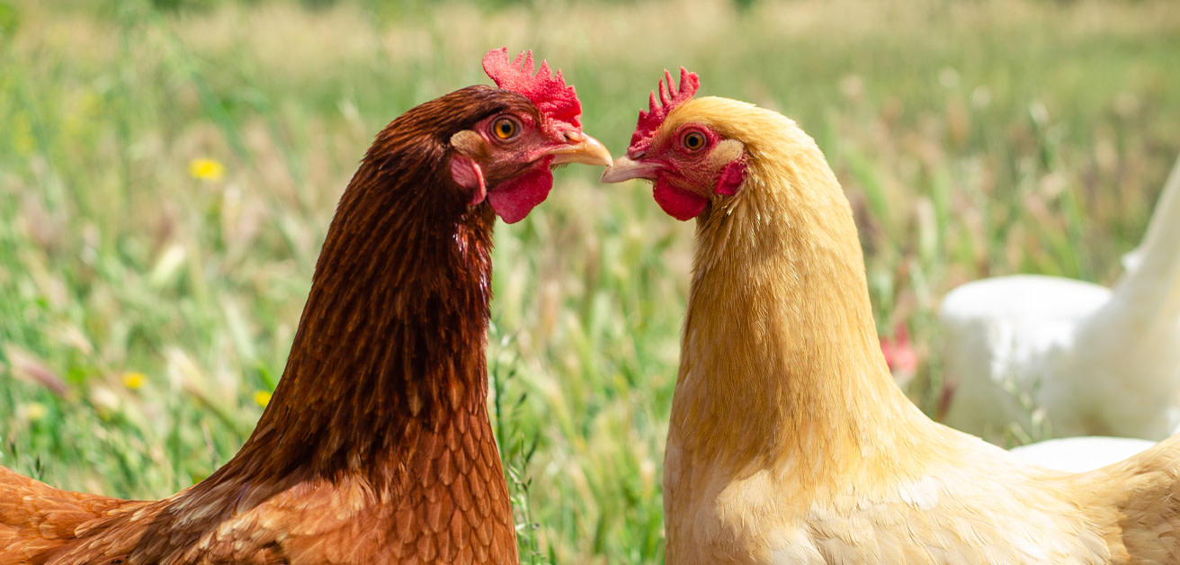 Open Wing Alliance 2021 Year in Review: Our Biggest Victories for Chickens