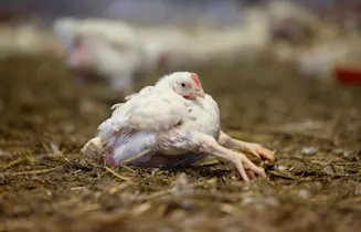 Are chickens killed humanely? How are chickens killed?
