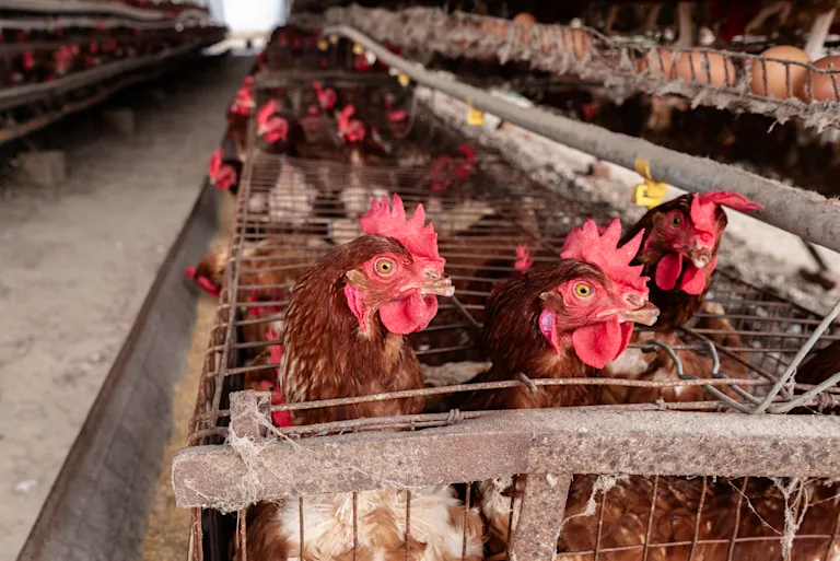 The Open Wing Alliance Releases Fair And Fowl 2025 Report, Ranking ...