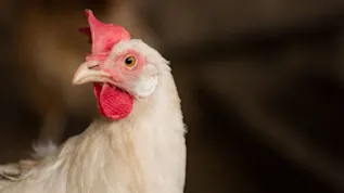 Learn more and explore The Humane League UK's content